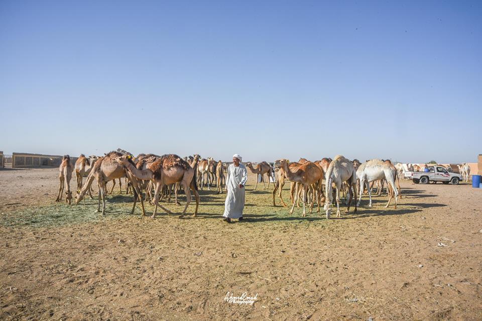 Shalateen: A Forgotten Beautiful City in the South-East of Egypt ...