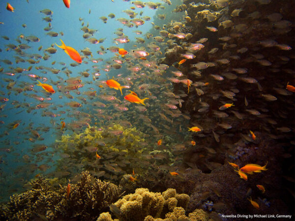 7 Incredible Dive Sites in Egypt – Cairo 360 Guide to Cairo, Egypt