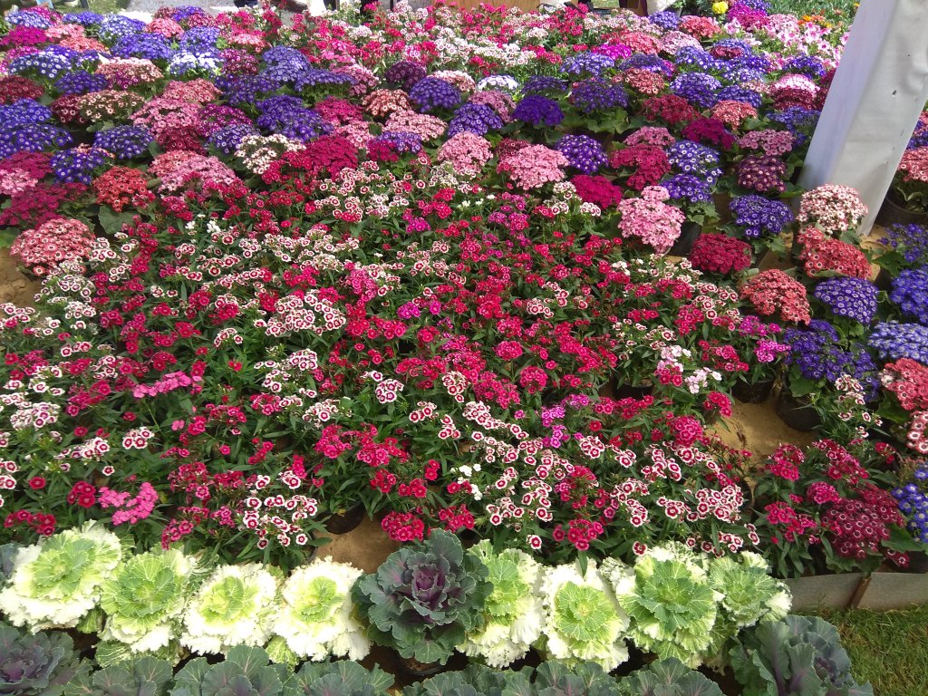 Cairo’s Beauty is in Full Bloom at the 2023 Spring Flower Exhibition ...
