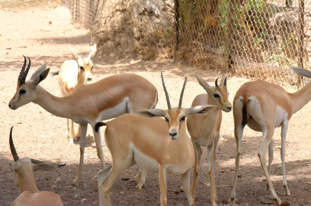 The Giza Zoo to Reopen its Doors this September: Await the ...