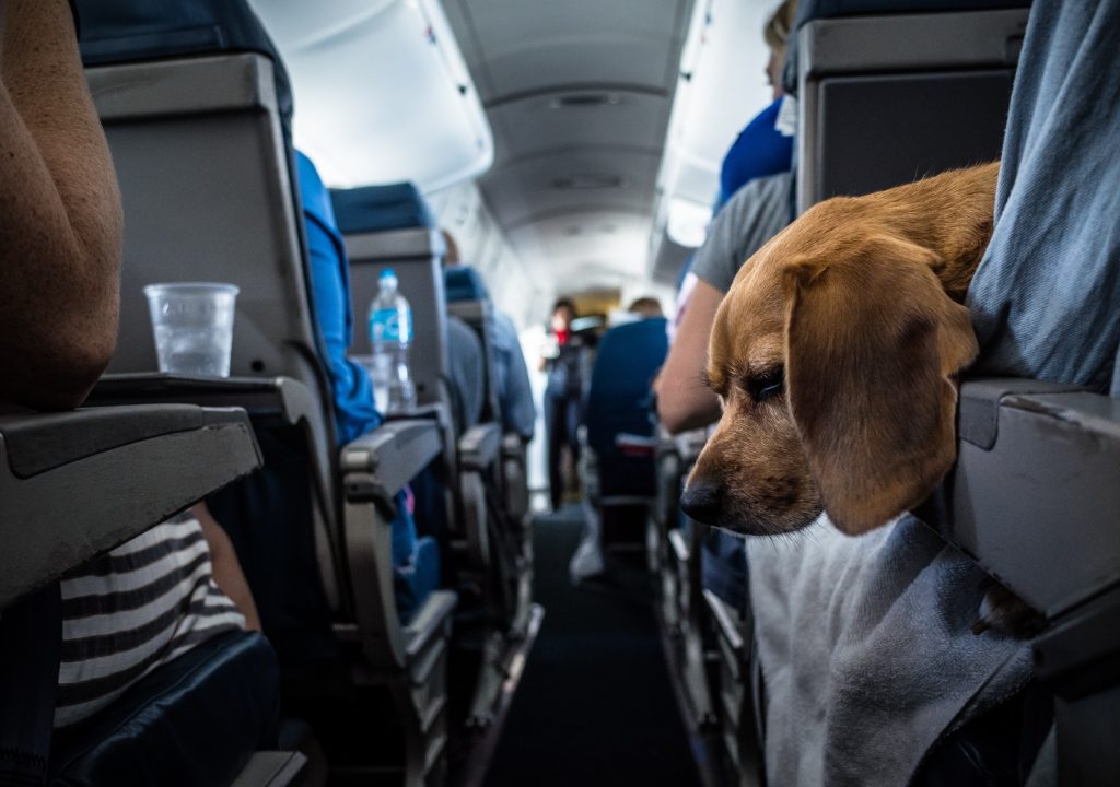 Travelling With Pets on EgyptAir: Everything You Need to Know Before You Fly – Cairo 360 Guide ...