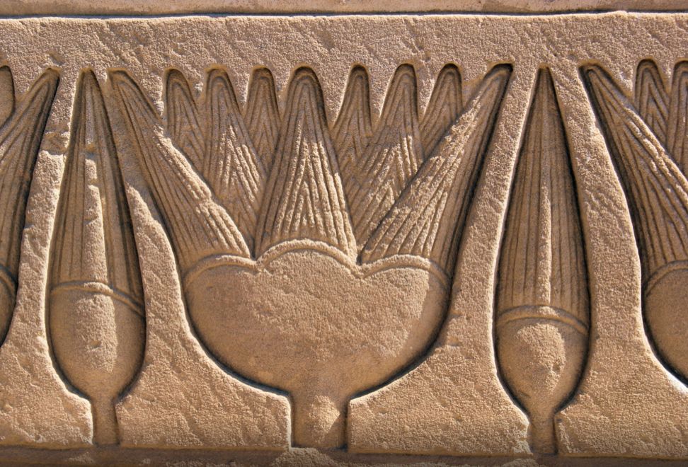 Lotus Flower: A Staple of Ancient Egypt and Where Is It in Present Day ...